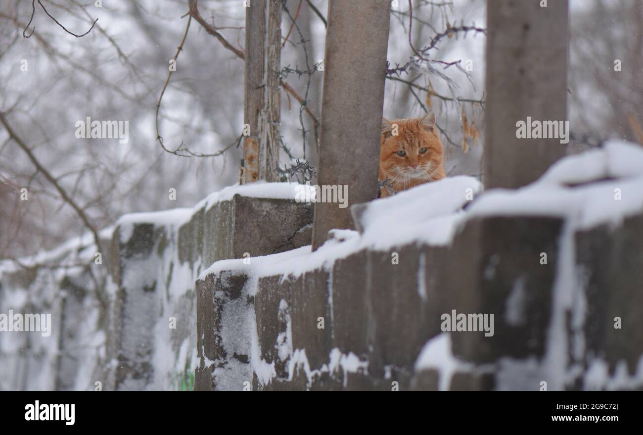 A cute orange cat on a snowy wall behind barbed wire Stock Photo - Alamy