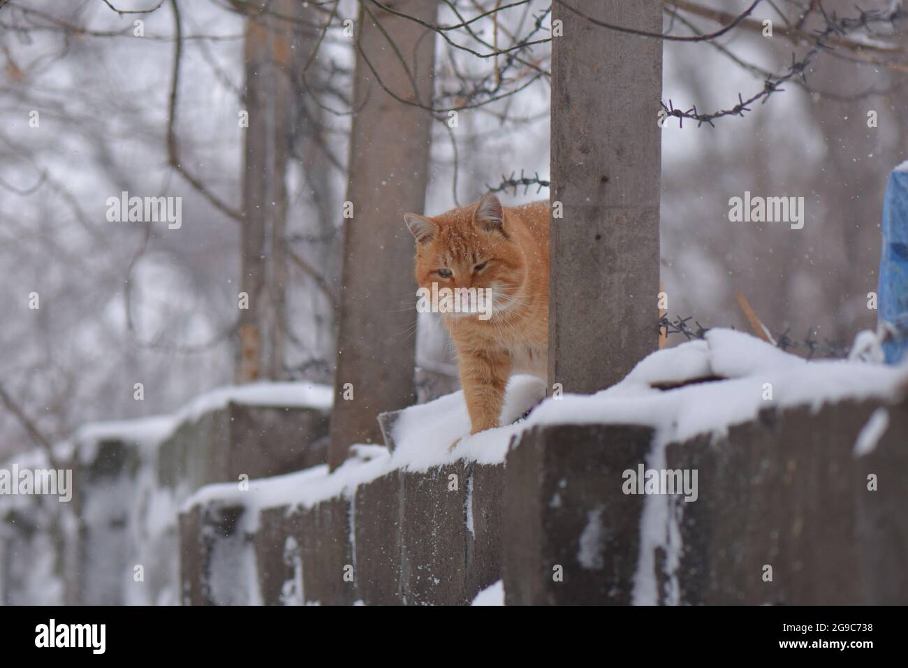Domestic cat behind wire hi-res stock photography and images - Alamy