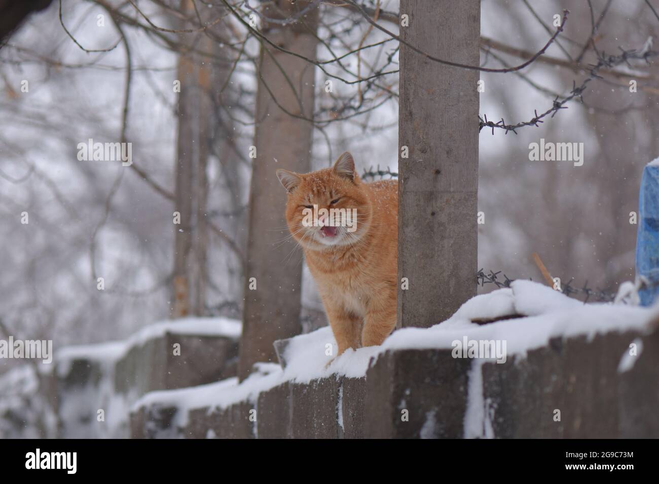 A cute orange cat on a snowy wall behind barbed wire Stock Photo - Alamy