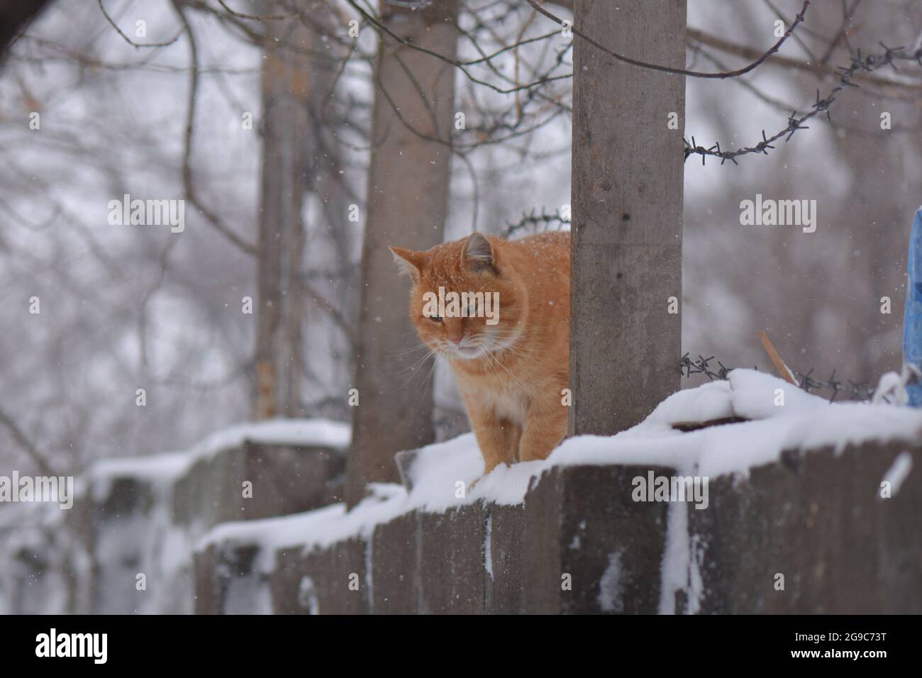 Cat behind gate hi-res stock photography and images - Alamy
