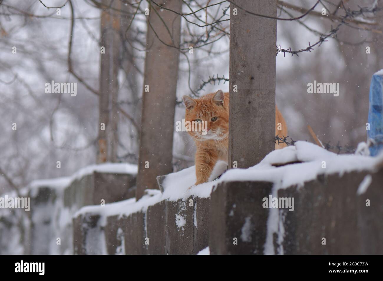 A cute orange cat on a snowy wall behind barbed wire Stock Photo - Alamy