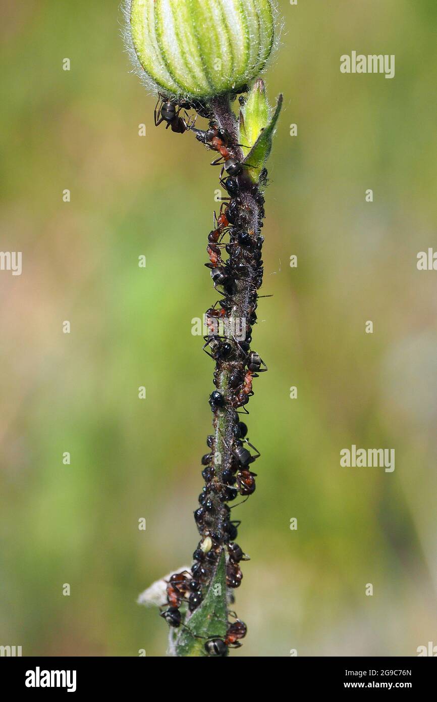 wood ant, mound ant, thatching ant, and field ant, Waldameisen, Formica ...