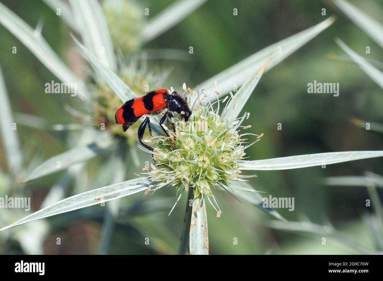 Bee-Eating Beetle, Gemeiner Bienenkäfer, Immenkäfer, Immenwolf ...