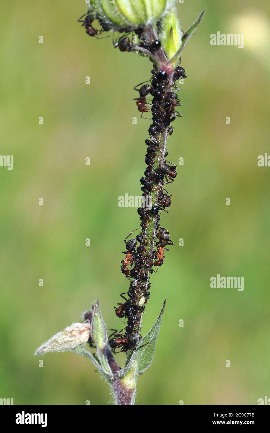 wood ant, mound ant, thatching ant, and field ant, Waldameisen, Formica ...