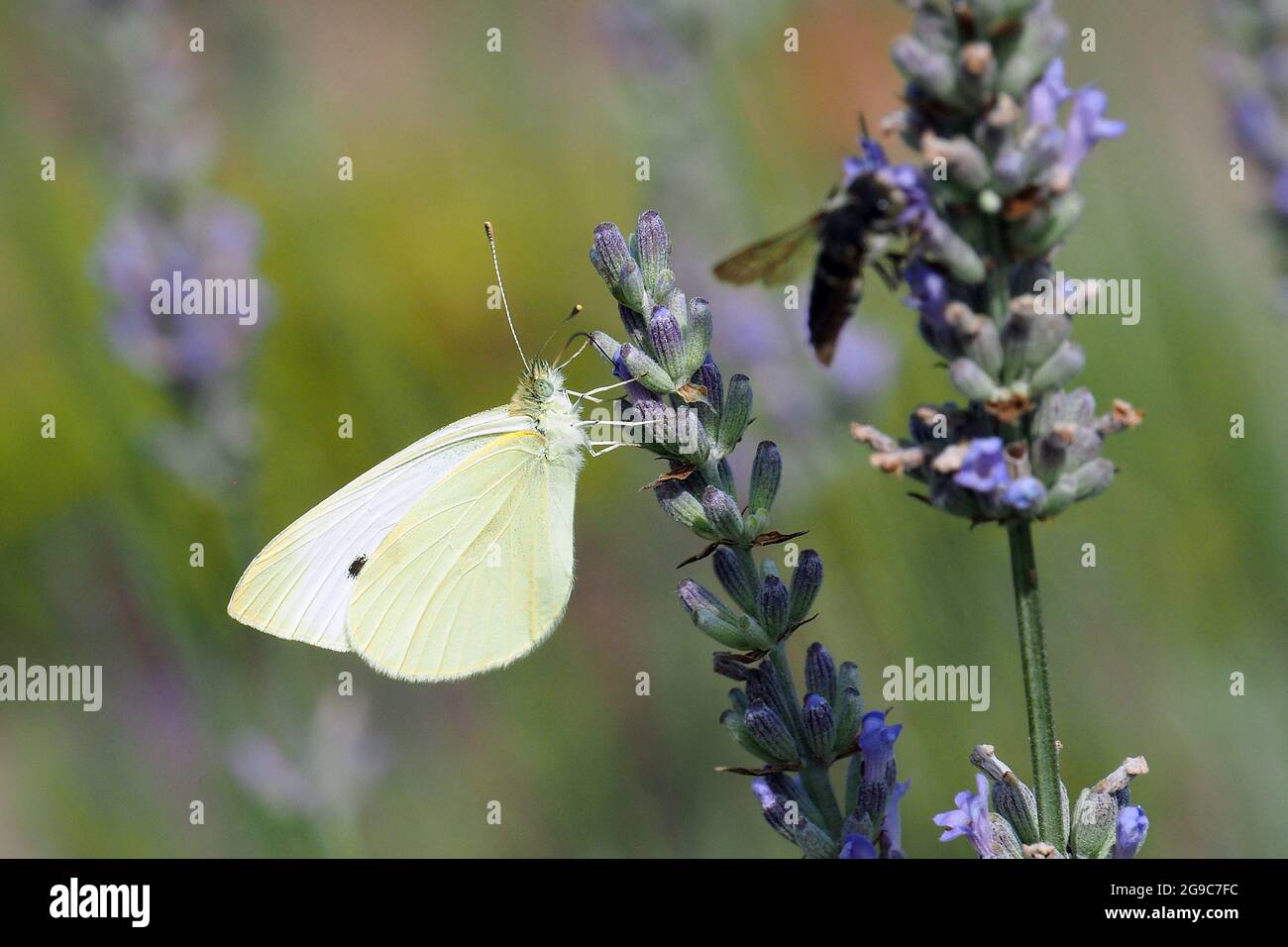 small white, cabbage white, cabbage butterfly, white butterfly, small ...