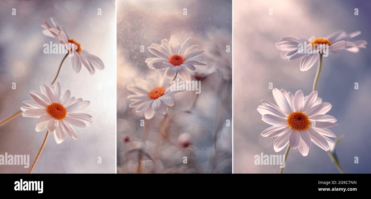 Pastel background with daisy flowers Stock Photo - Alamy