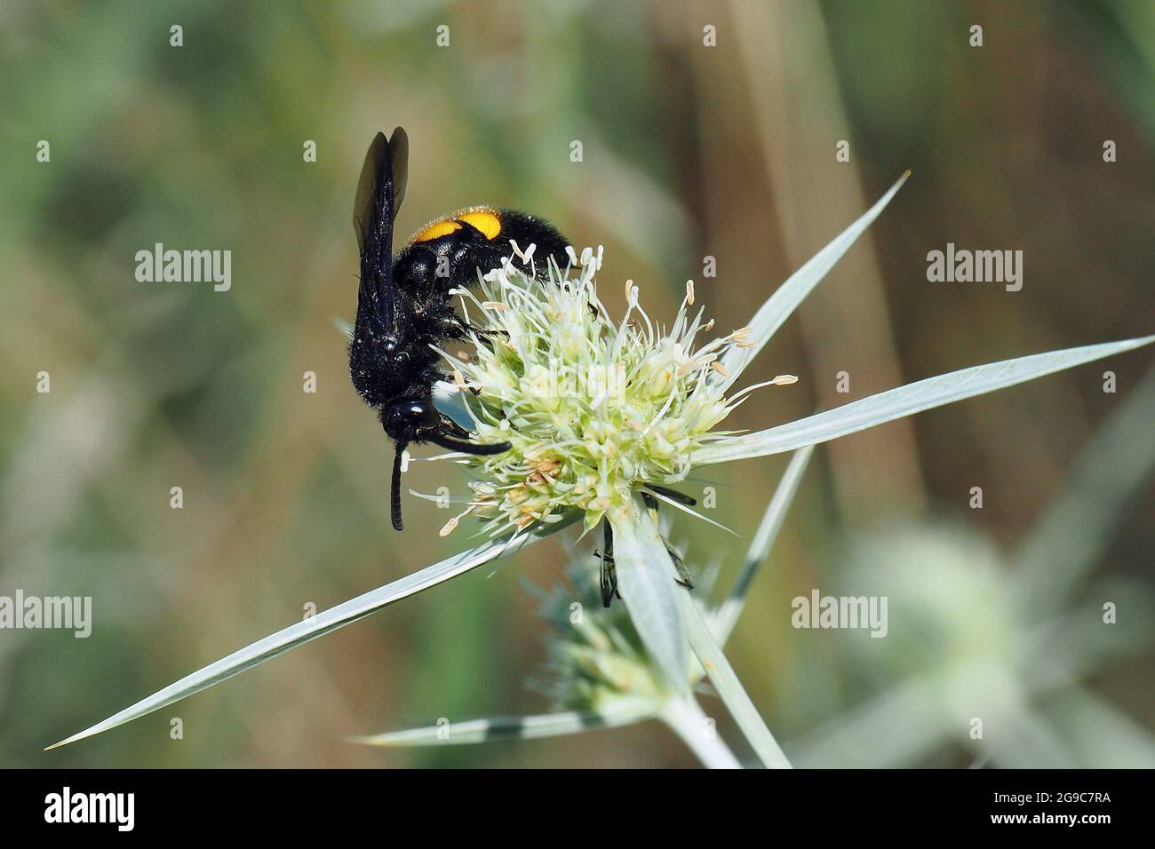 wasp, Borstige Dolchwespe, Scolia hirta, sötétszárnyú tőrösdarázs ...