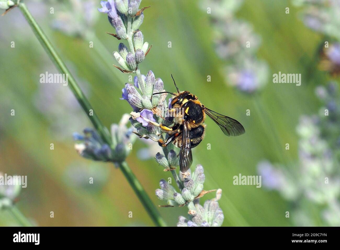 carder or potter bee, Wollbiene, Anthidium sp., fazekasméh, Hungary ...