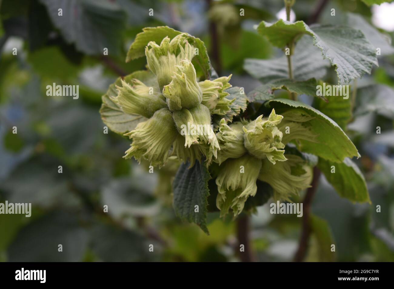 A selective closeup of green hazelnut on a tree Stock Photo - Alamy
