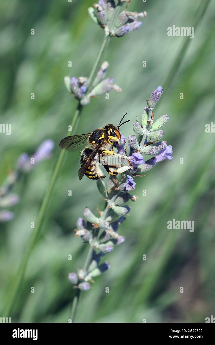 carder or potter bee, Wollbiene, Anthidium sp., fazekasméh, Hungary ...
