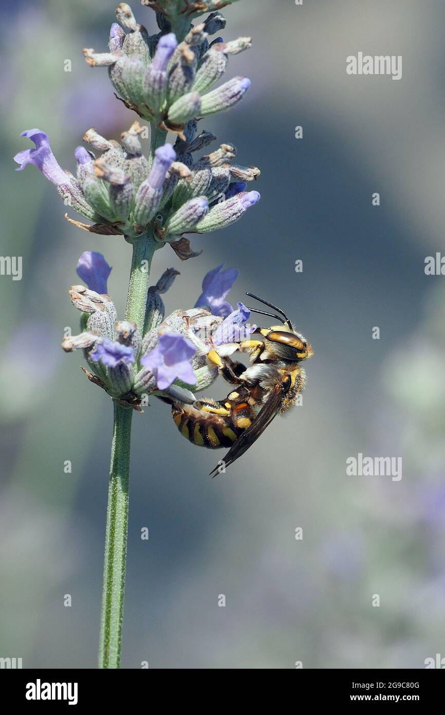 carder or potter bee, Wollbiene, Anthidium sp., fazekasméh, Hungary ...