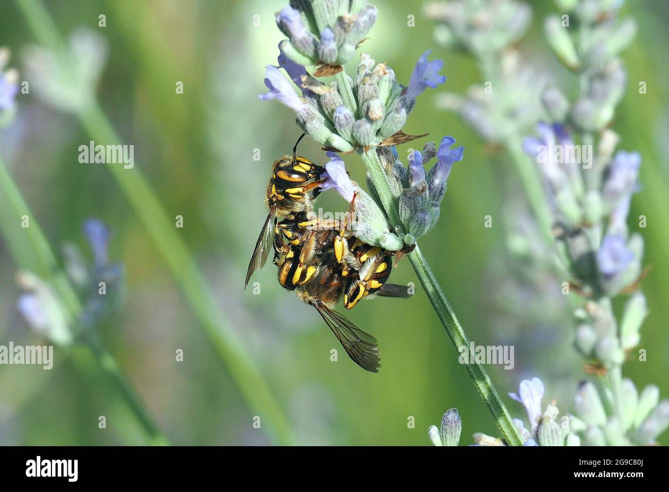 carder or potter bee, Wollbiene, Anthidium sp., fazekasméh, Hungary ...