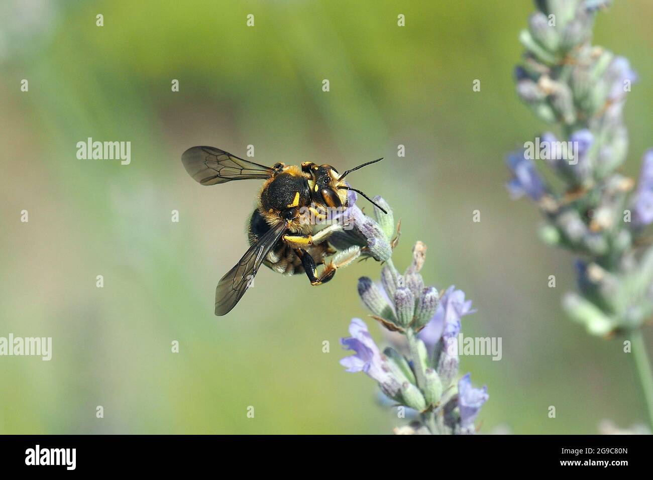 carder or potter bee, Wollbiene, Anthidium sp., fazekasméh, Hungary ...