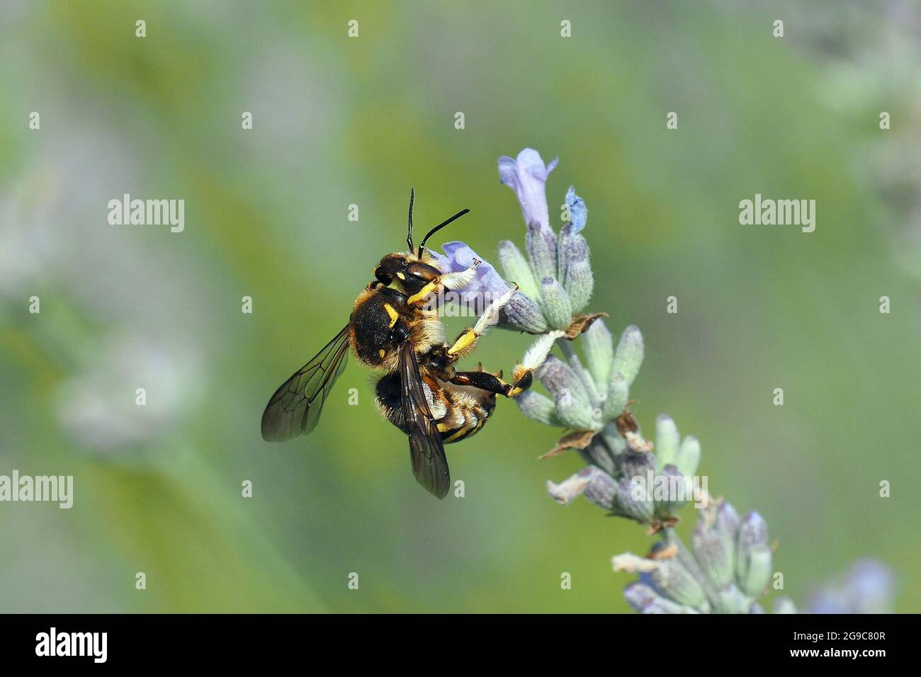 carder or potter bee, Wollbiene, Anthidium sp., fazekasméh, Hungary ...