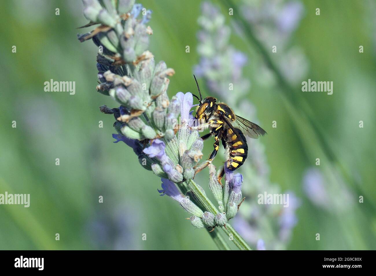 carder or potter bee, Wollbiene, Anthidium sp., fazekasméh, Hungary ...
