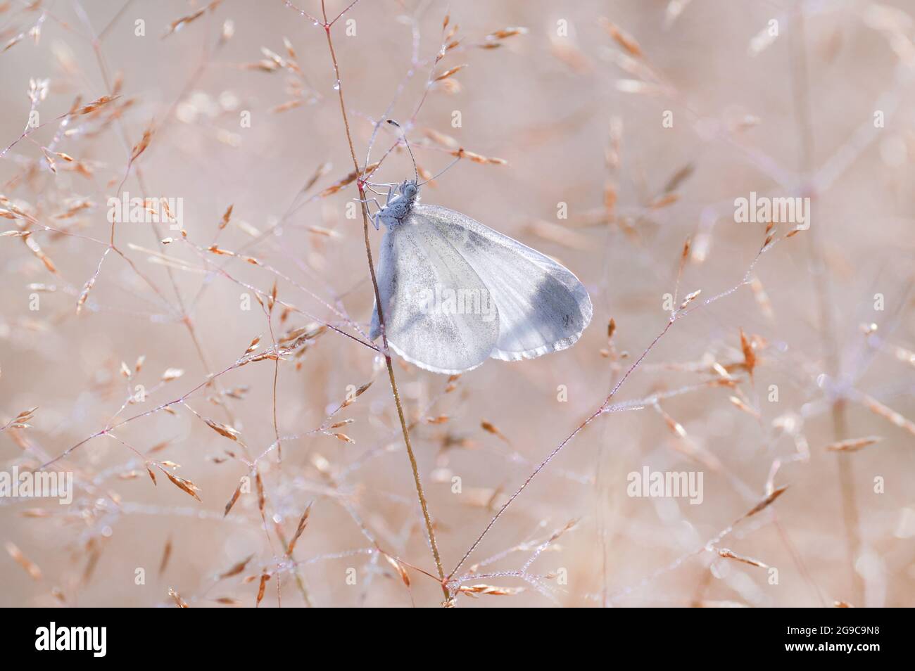 Butterfly Water Drops High Resolution Stock Photography and Images - Alamy