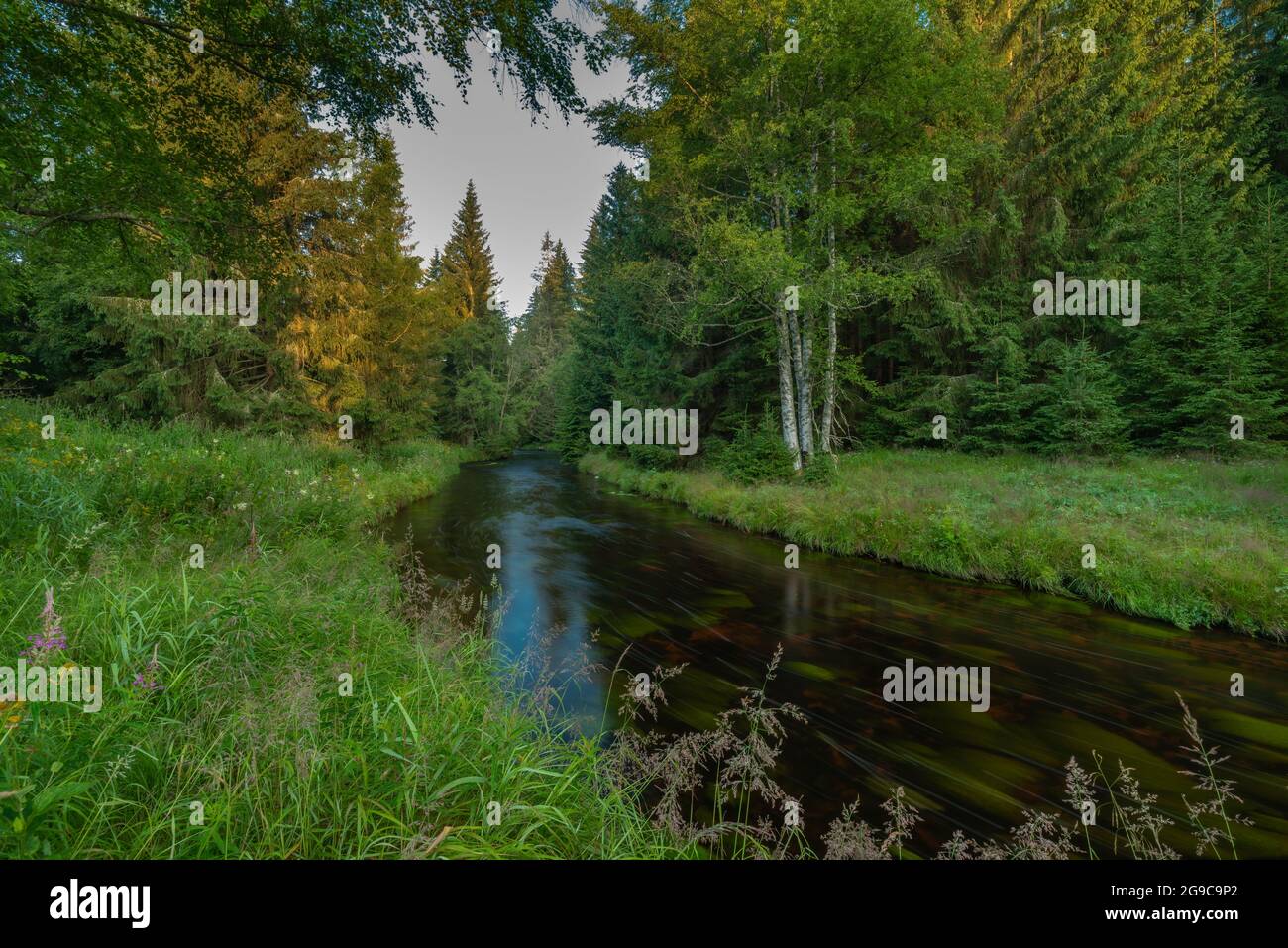 Color summer Studena Vltava river near Stozec village in national park ...