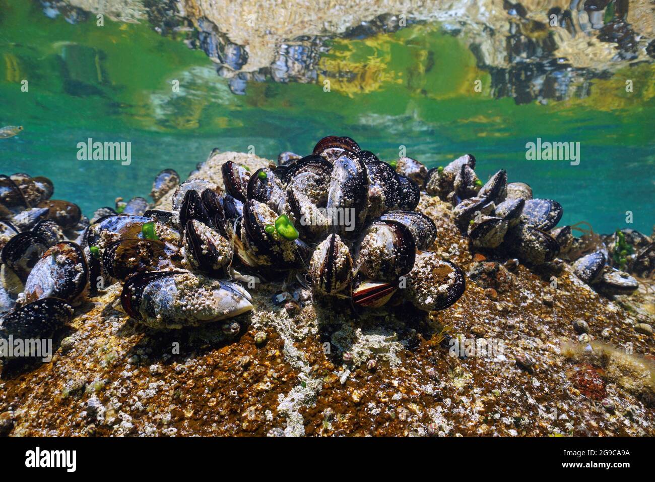 Blue mussel mytilus edulis hi-res stock photography and images - Alamy