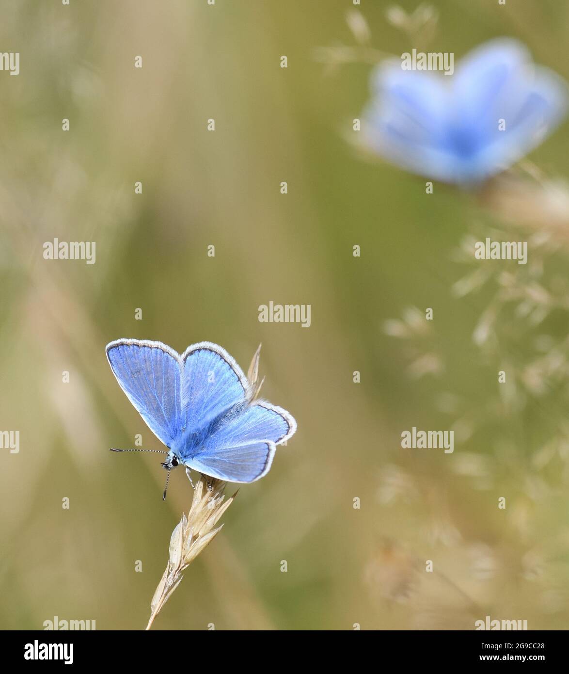Meadow insect hi-res stock photography and images - Alamy