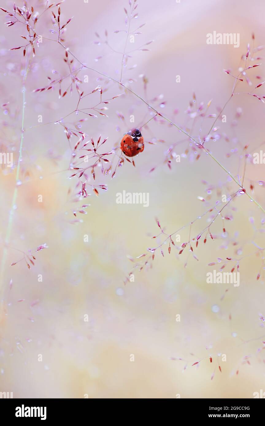 Ladybug in the grass Stock Photo - Alamy