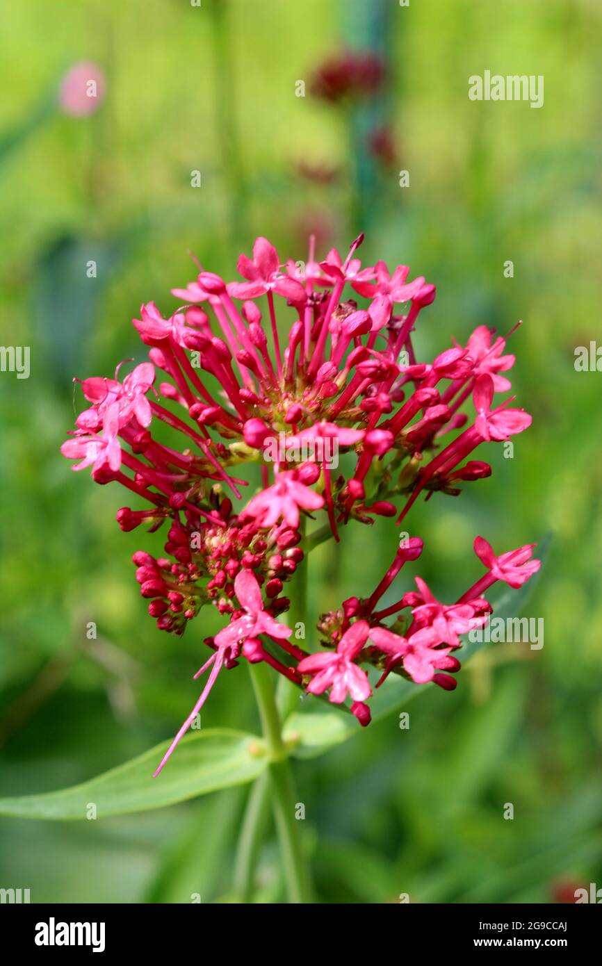 Spurflower hi-res stock photography and images - Alamy