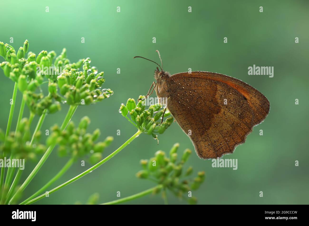Macro butterfly ( Maniola jurtina ) on the field meadow. blurry lights ...