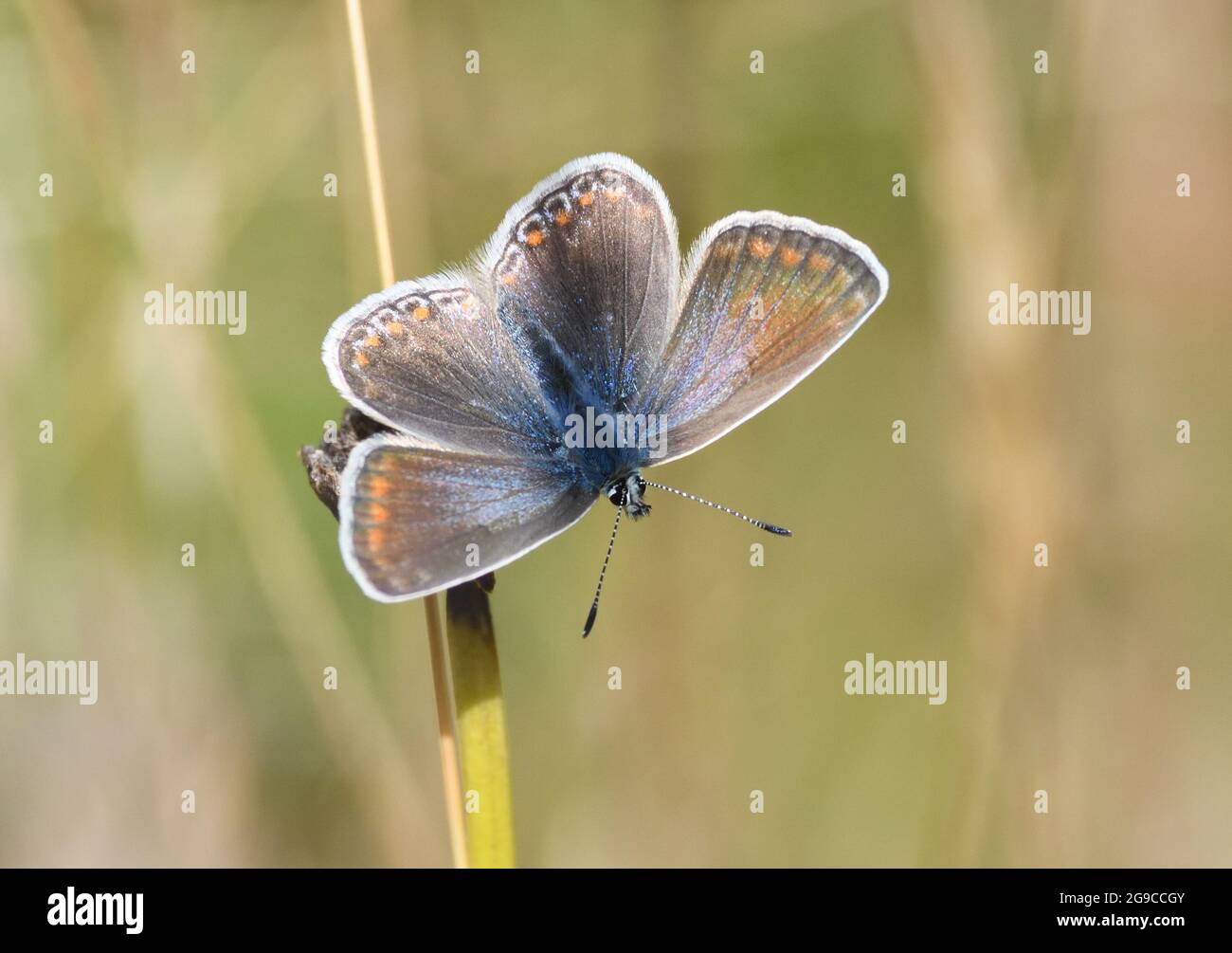 A brown female Common Blue butterfly (Polyommatus Icarus) rests in a ...