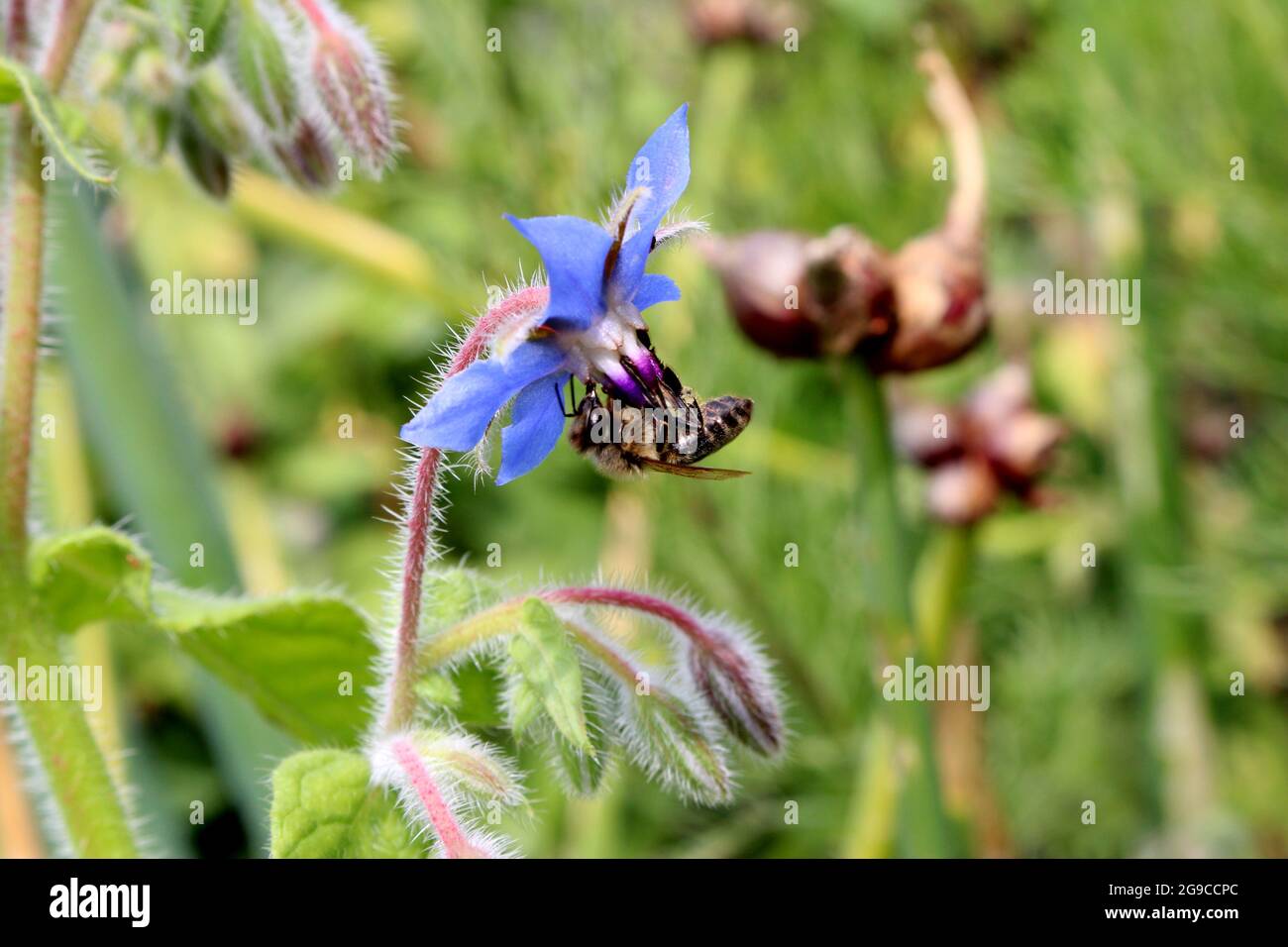 Borage with bee Stock Photo - Alamy