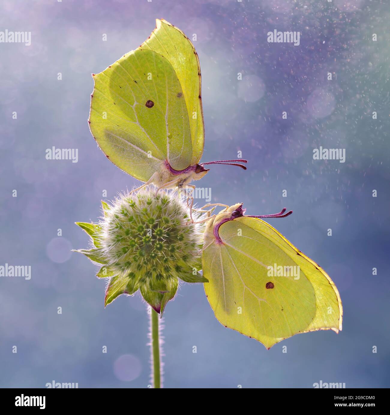 Macro butterfly ( Gonepteryx rhamni ) on the flower and blurry light ...