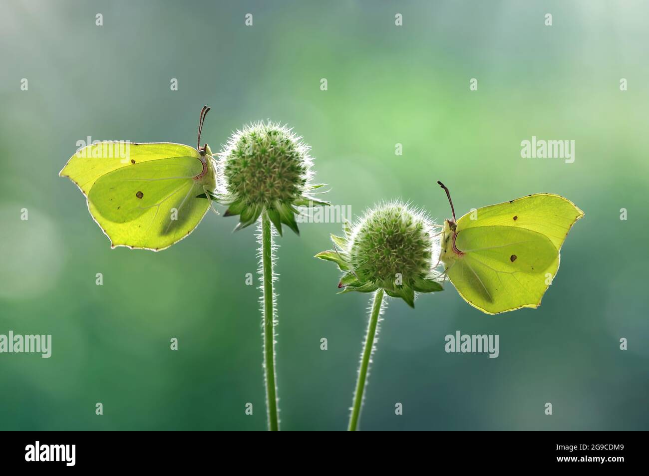 Macro butterflies ( Gonepteryx rhamni ) on the flower and blurry light ...