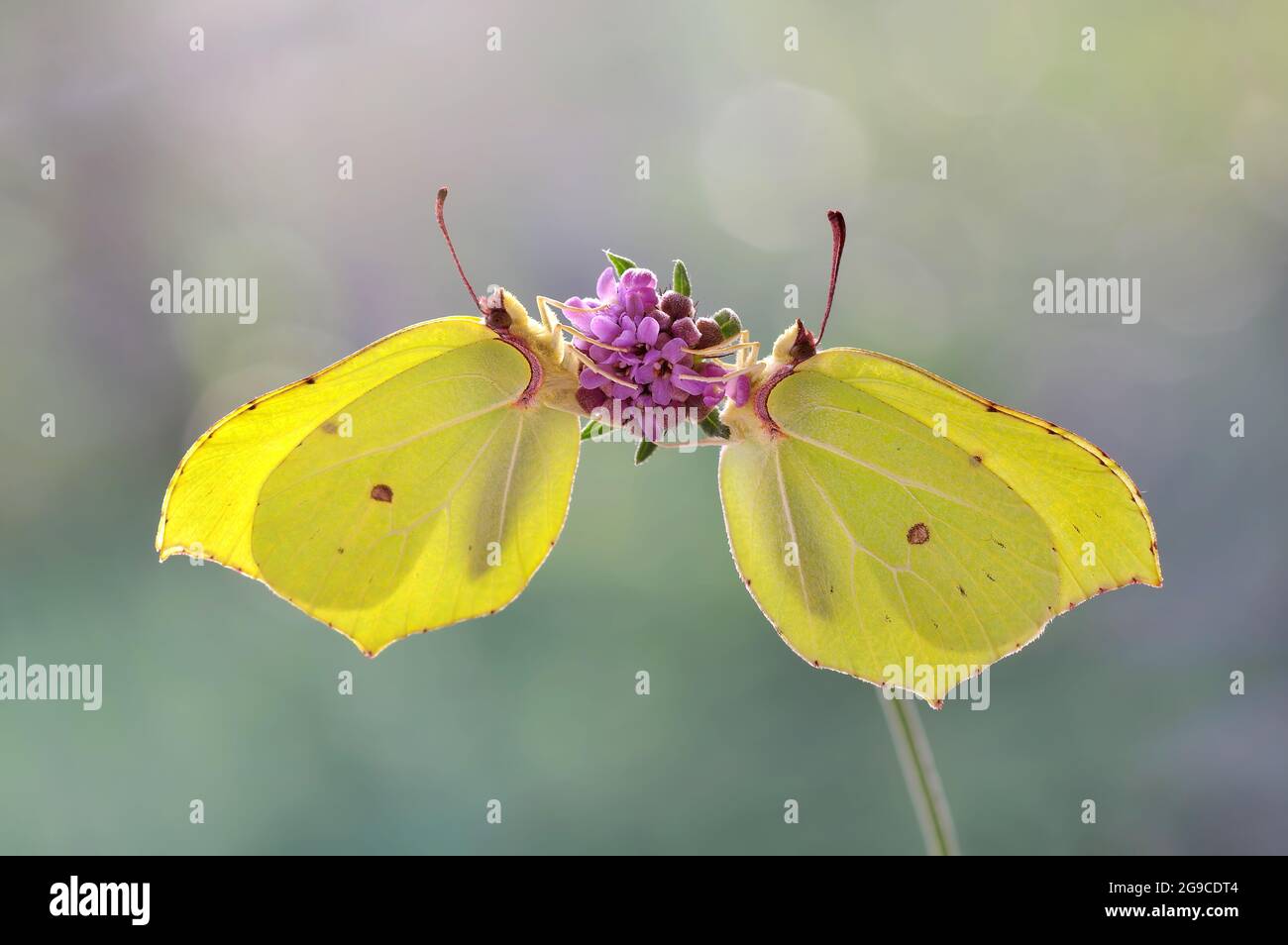 Macro butterflies ( Gonepteryx rhamni ) on the flower and blurry light ...