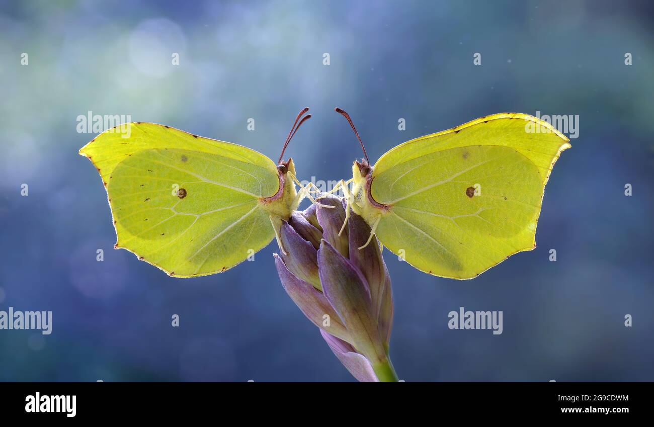 Light butterflies hi-res stock photography and images - Alamy