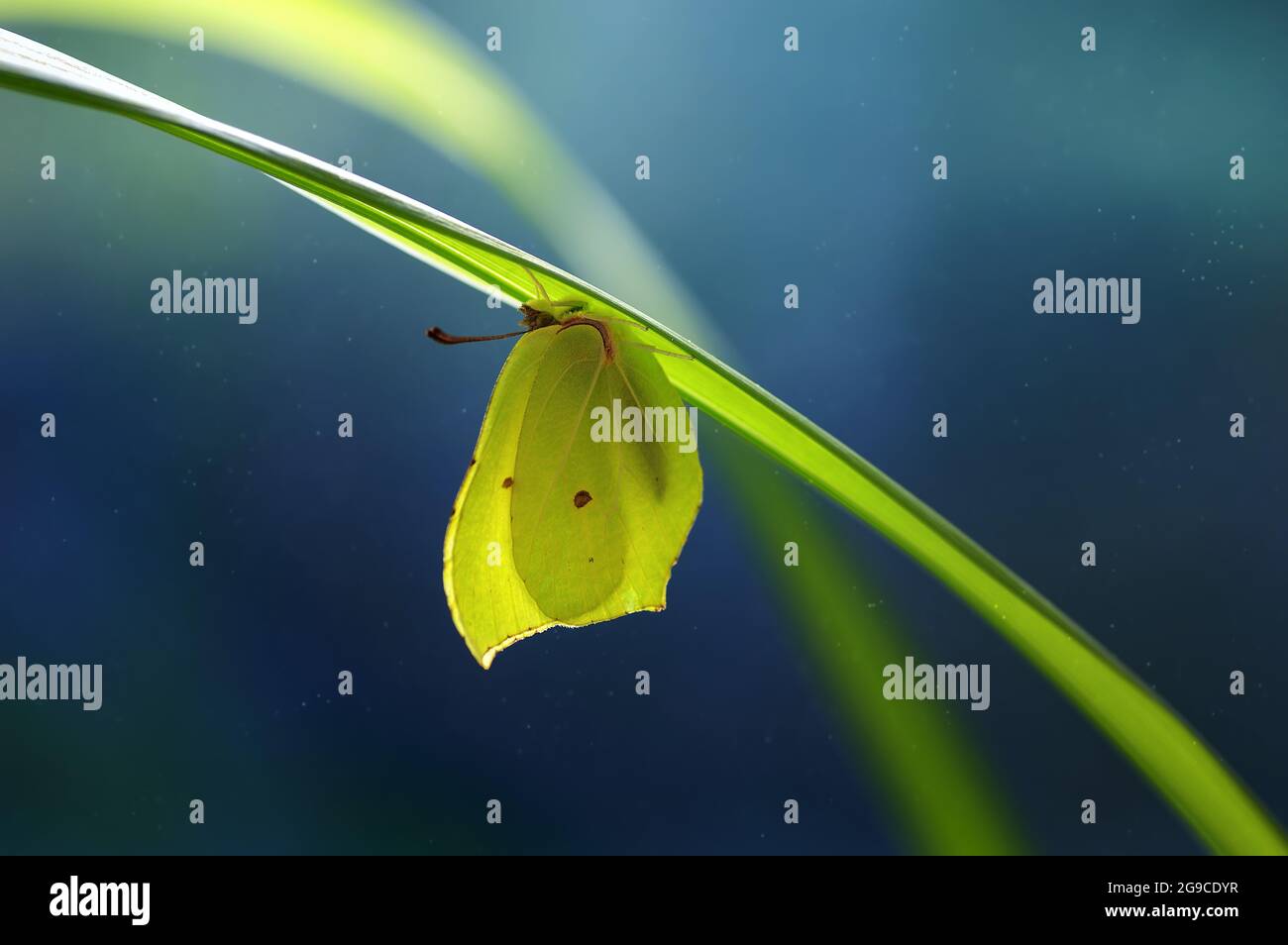Macro butterfly ( Gonepteryx rhamni ) on the flower and blurry light ...