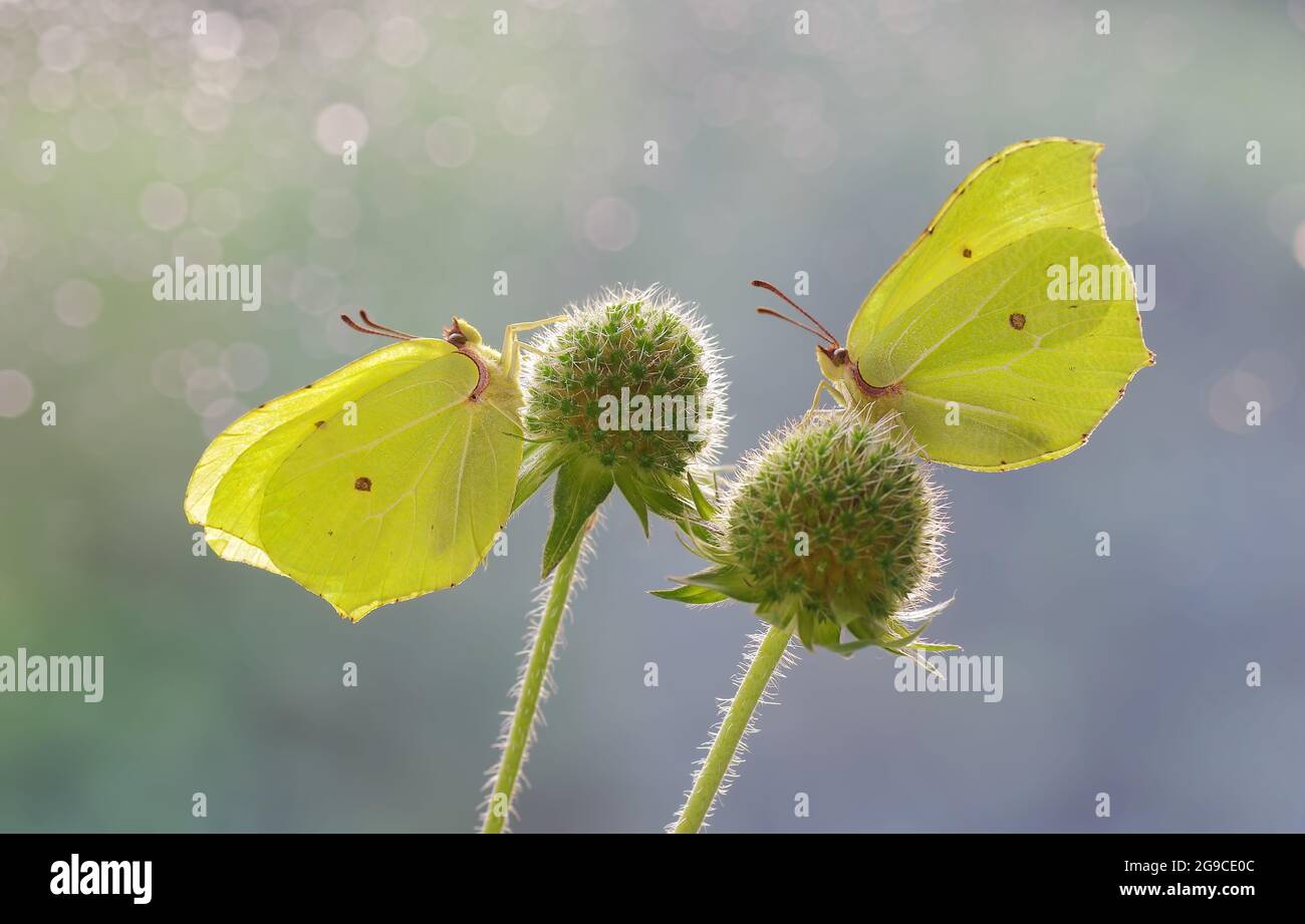 Macro butterflies ( Gonepteryx rhamni ) on the flower and blurry light ...