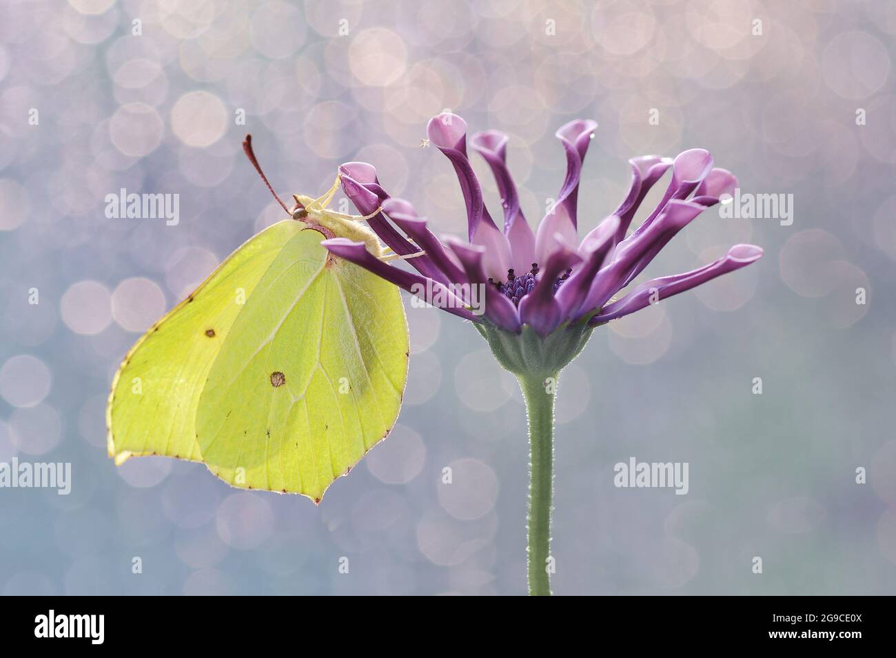 Macro butterfly ( Gonepteryx rhamni ) on the flower and blurry light ...