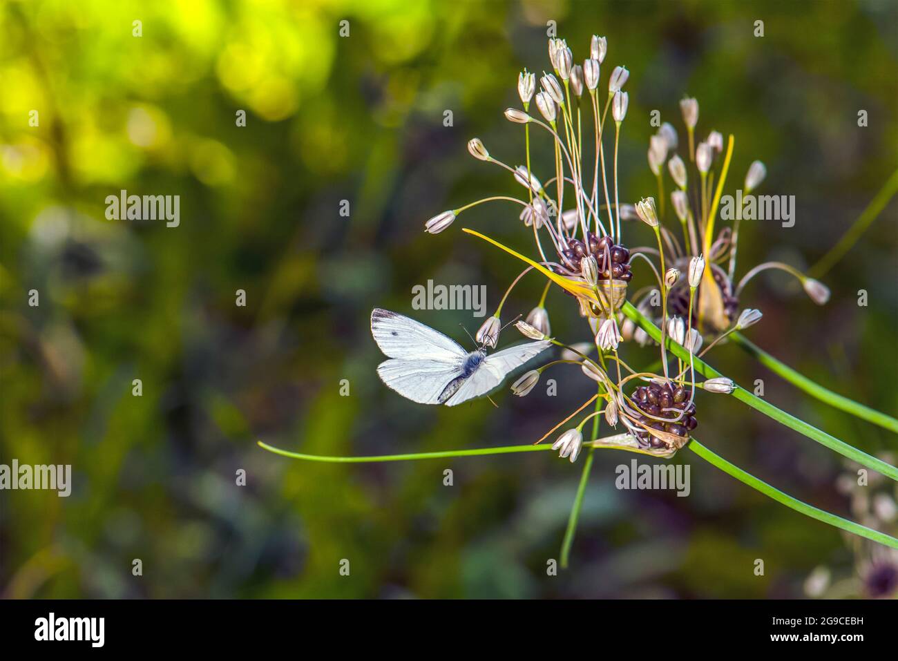 Butterfly flying hi-res stock photography and images - Alamy