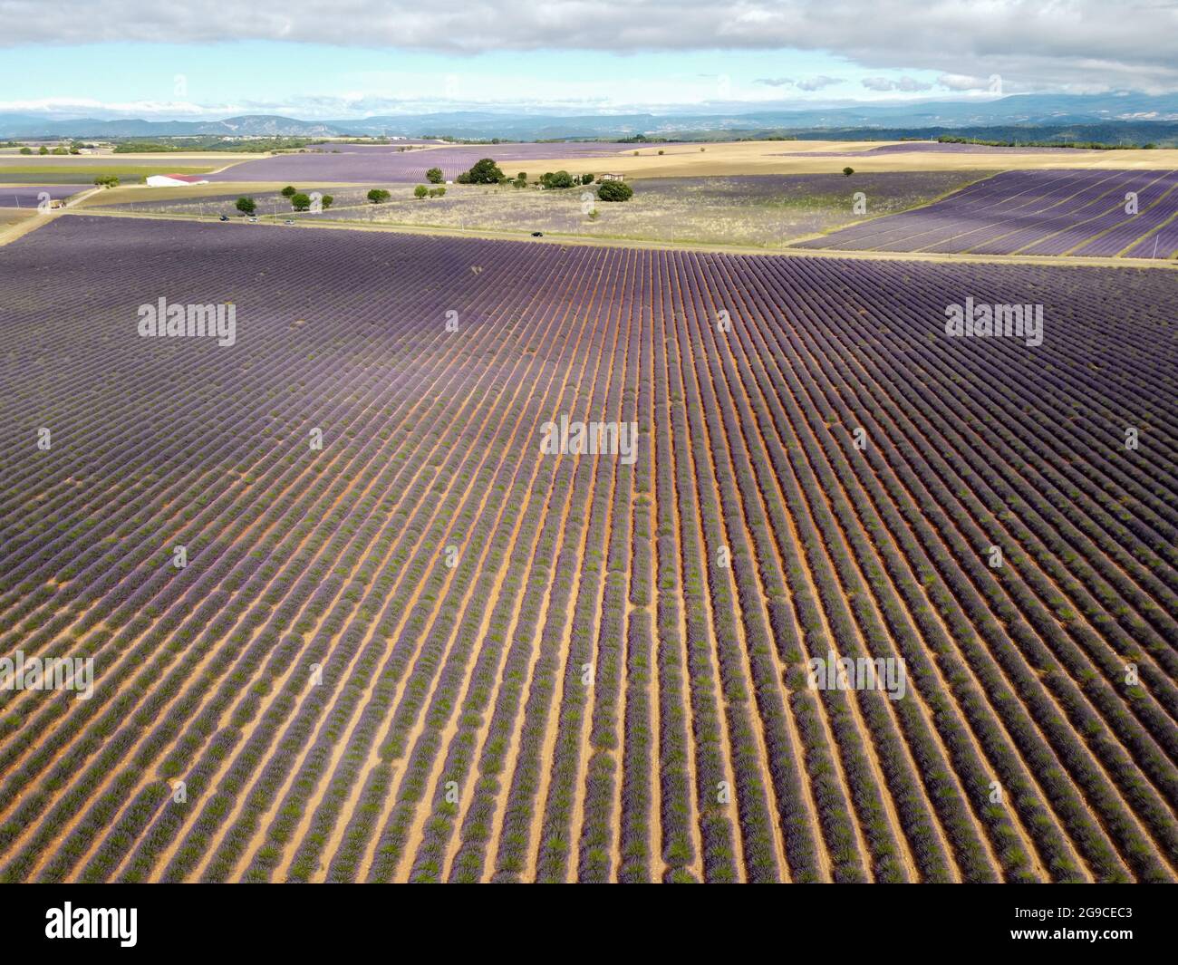 Aerial view of lavender fields in valensole, france hi-res stock photography and images - Alamy