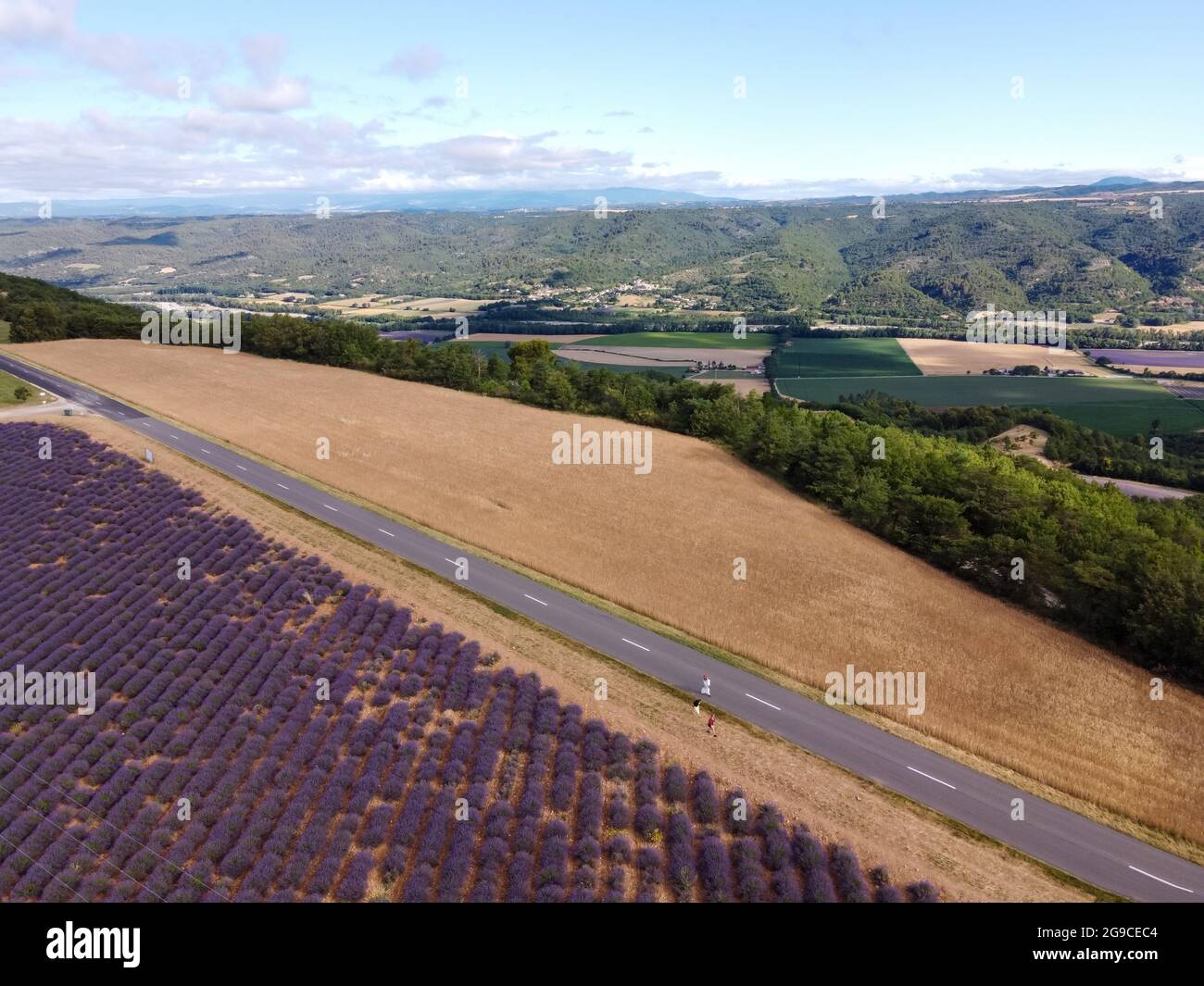 Aerial view of lavender fields in valensole, france hi-res stock photography and images - Alamy