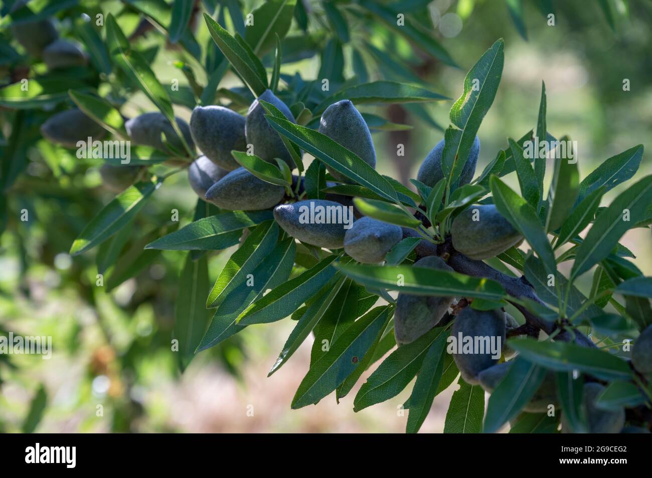 Green almonds nuts ripening on tree in summer, cultivation of almond ...