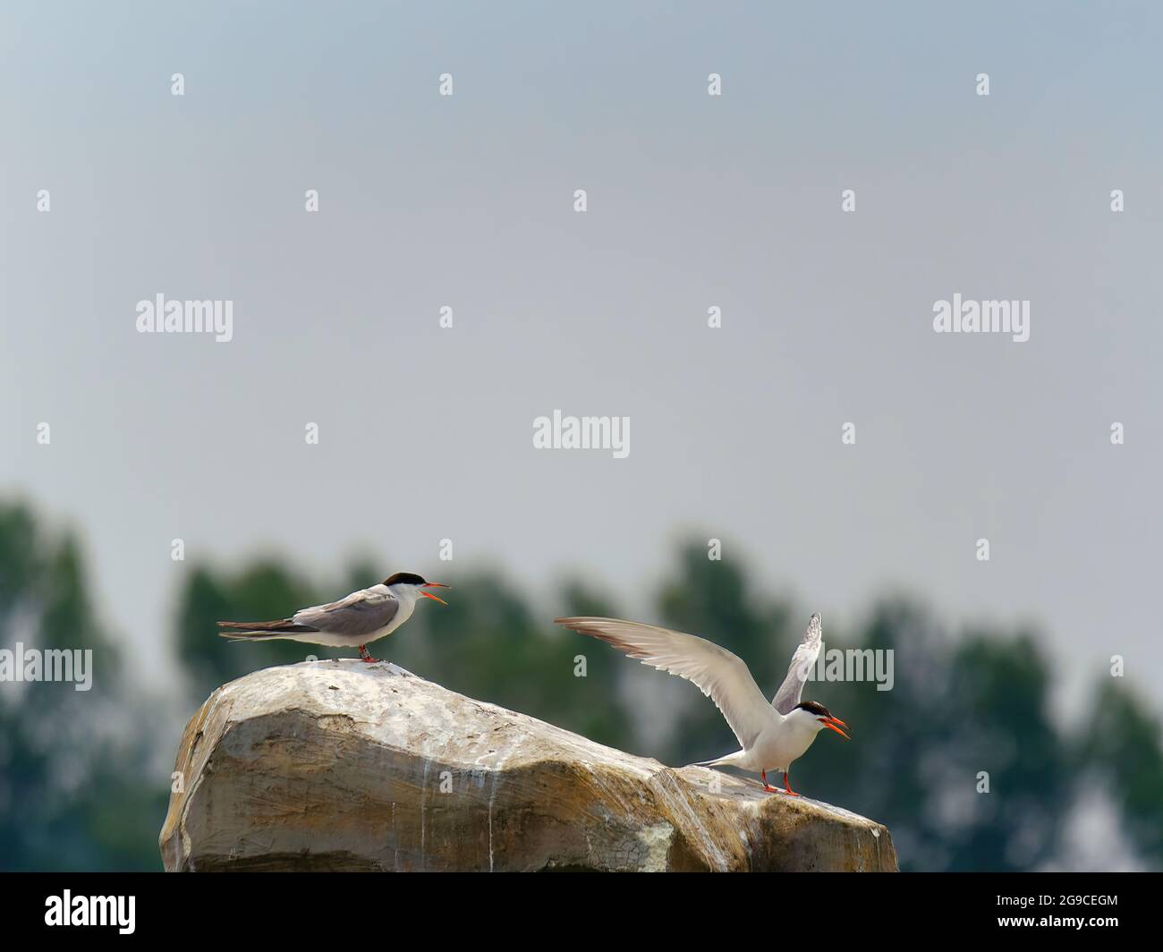 Beautiful shot sternidae bird hi-res stock photography and images - Alamy