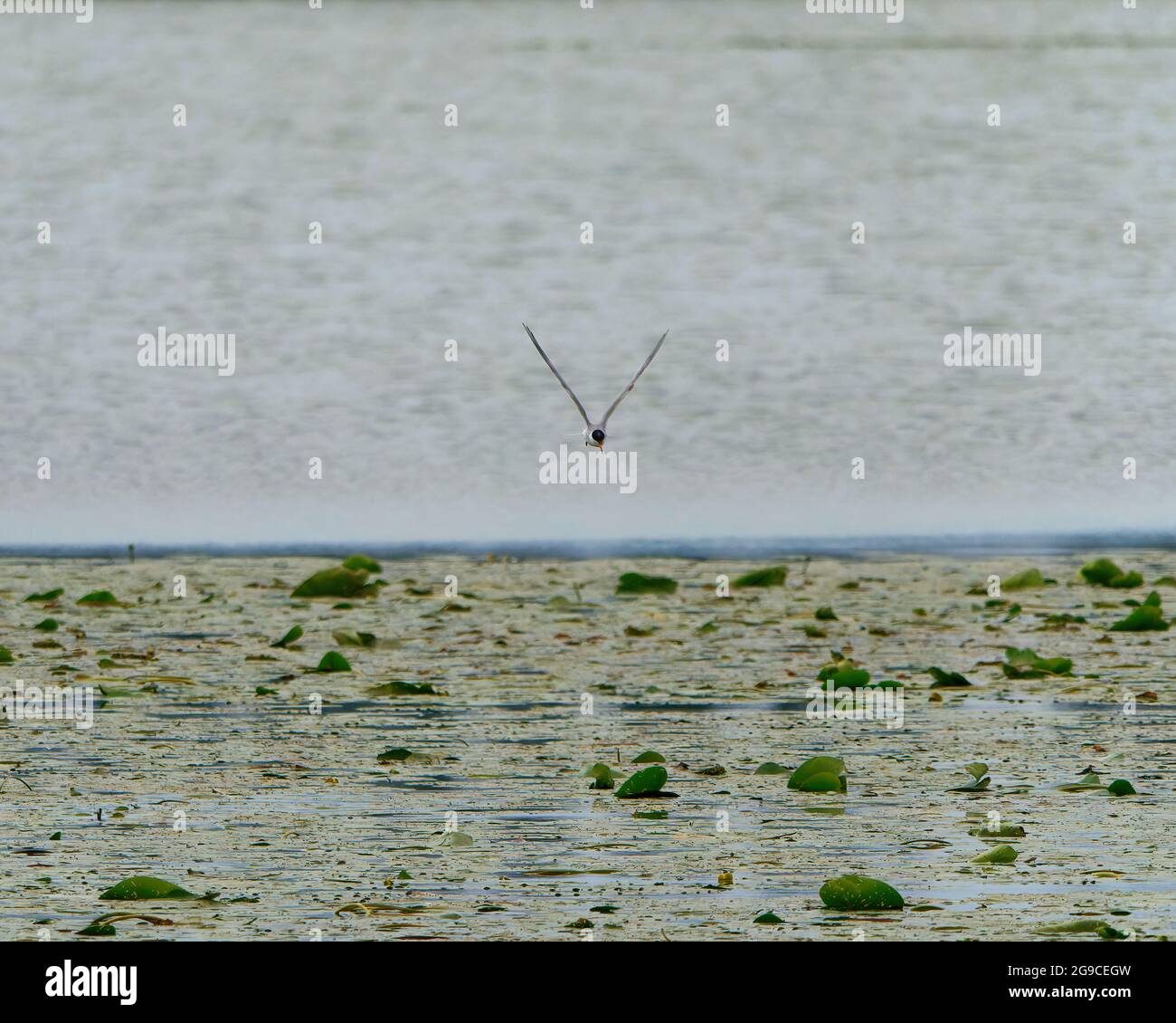 Beautiful shot sternidae bird hi-res stock photography and images - Alamy