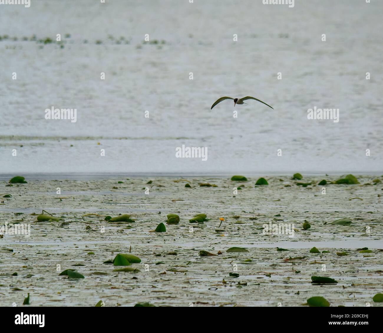 Beautiful shot sternidae bird hi-res stock photography and images - Alamy