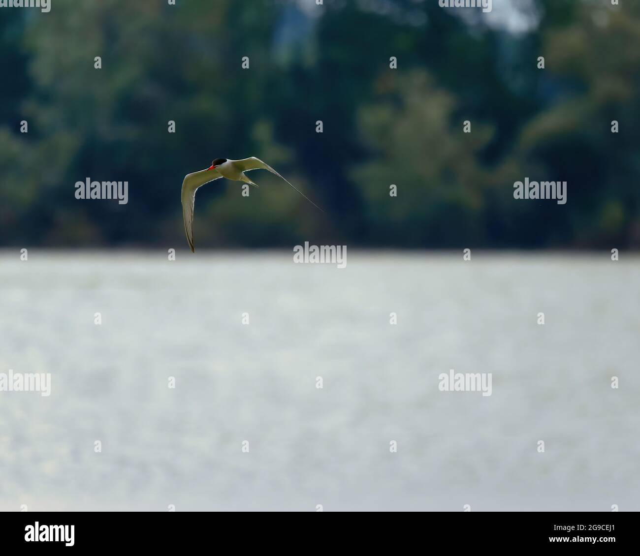 Beautiful shot sternidae bird hi-res stock photography and images - Alamy