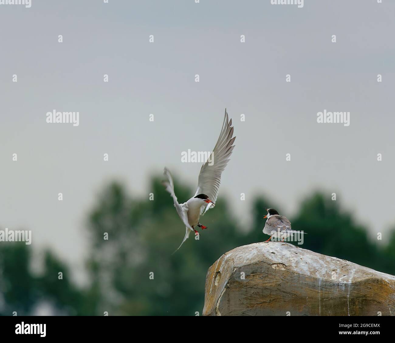 Beautiful shot sternidae bird hi-res stock photography and images - Alamy