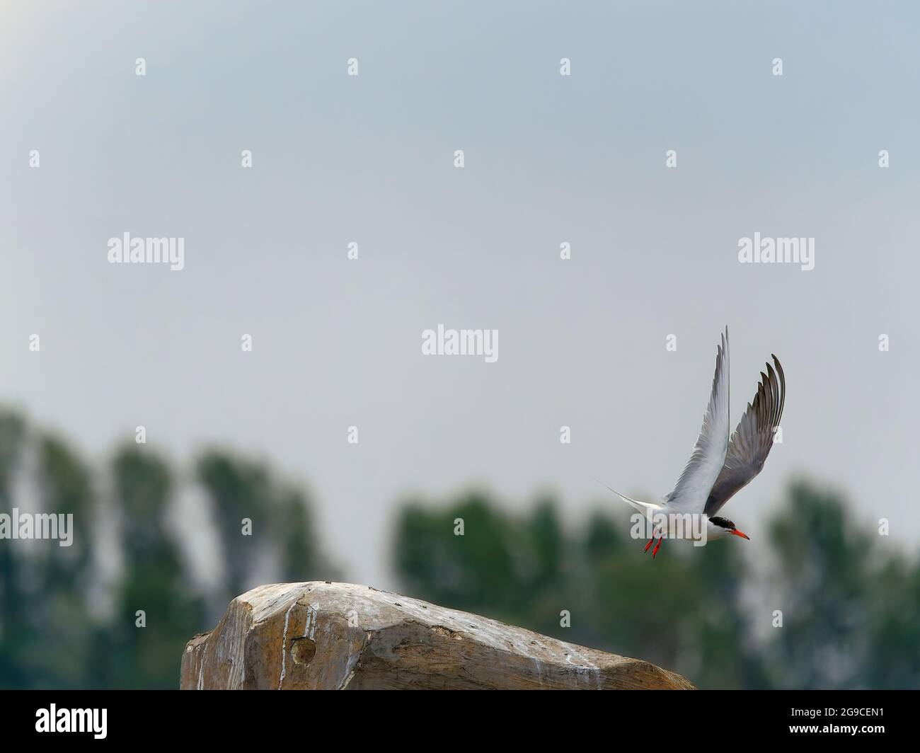 Beautiful shot sternidae bird hi-res stock photography and images - Alamy