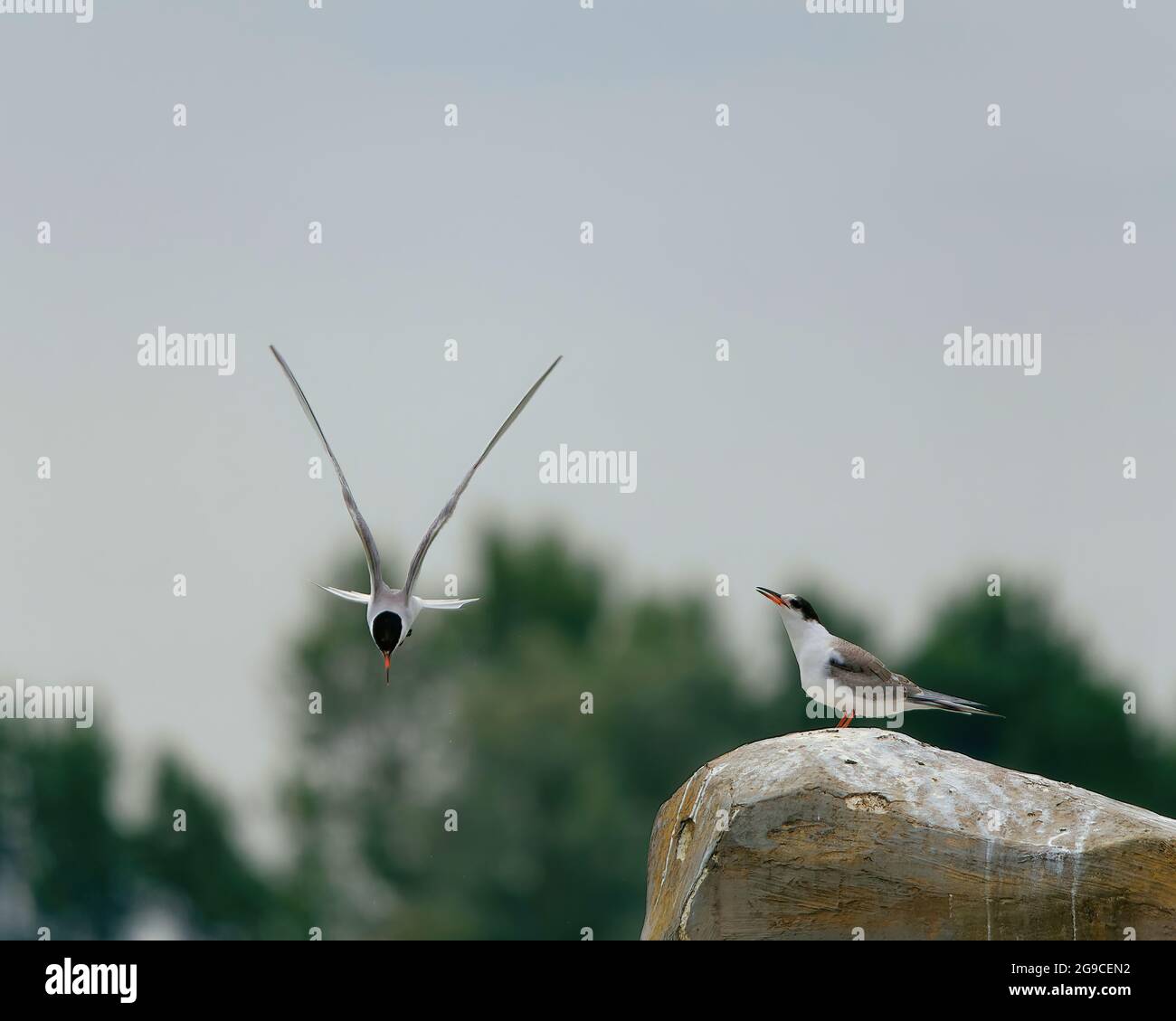 Beautiful shot sternidae bird hi-res stock photography and images - Alamy