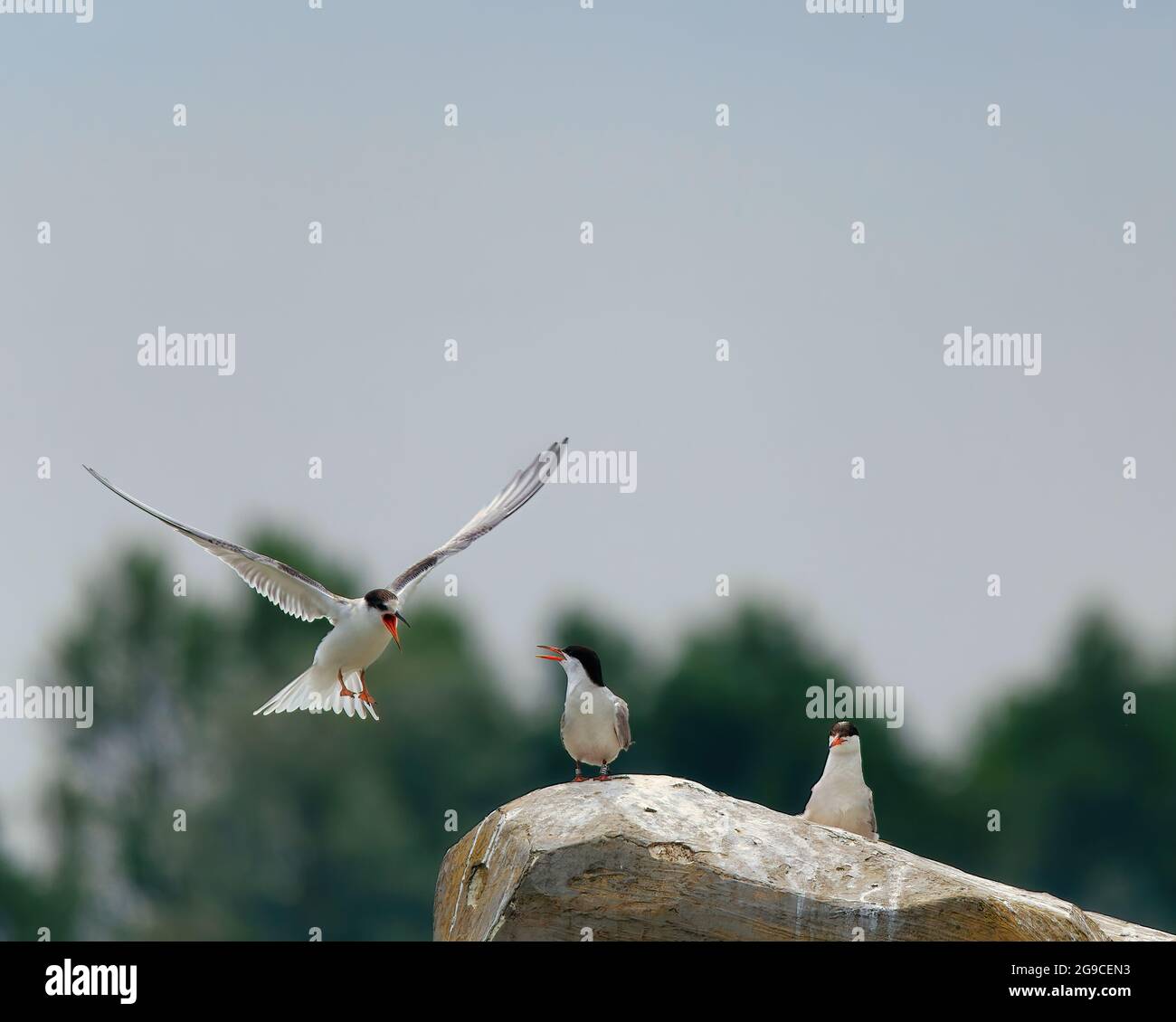 Beautiful shot sternidae bird hi-res stock photography and images - Alamy