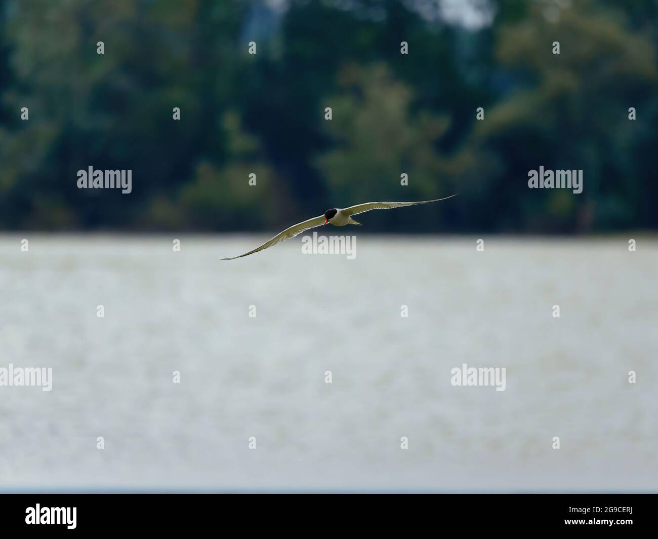 Beautiful shot sternidae bird hi-res stock photography and images - Alamy