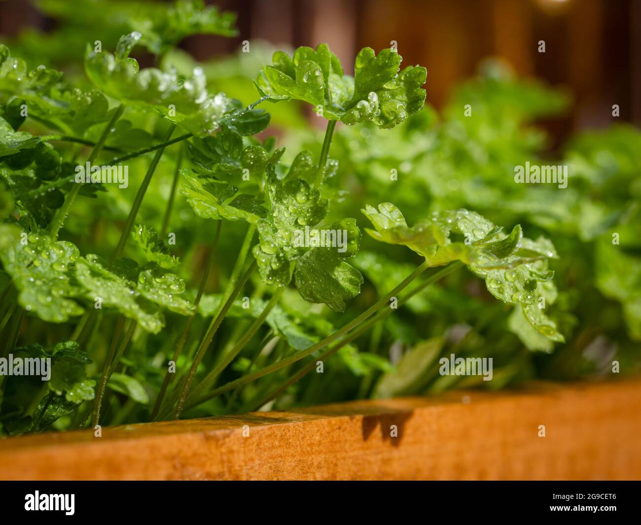 Parsley grows in the garden. It is grown outdoors in the garden area ...