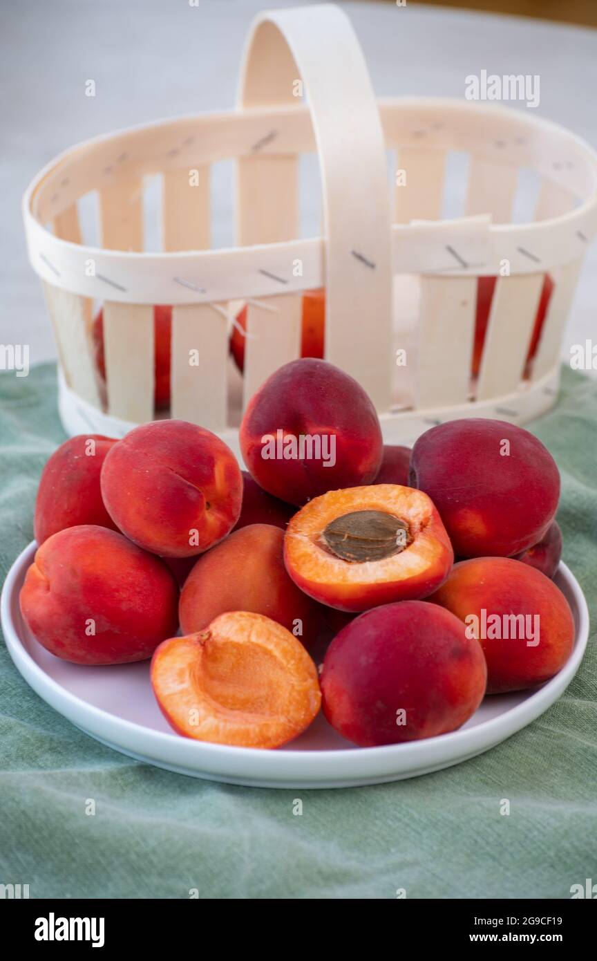 New harvest of fresh ripe sweet red apricots in Provence, France Stock ...